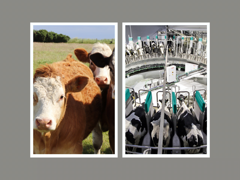 Cowboys vs Robots Beef Cattle Production on the Ranch